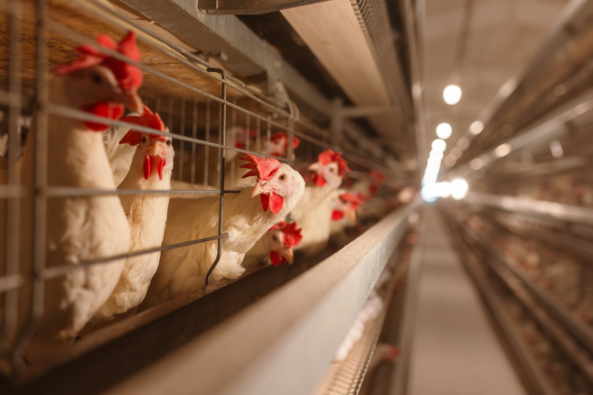 Distinguishing a dead egg from a contaminated egg: key points